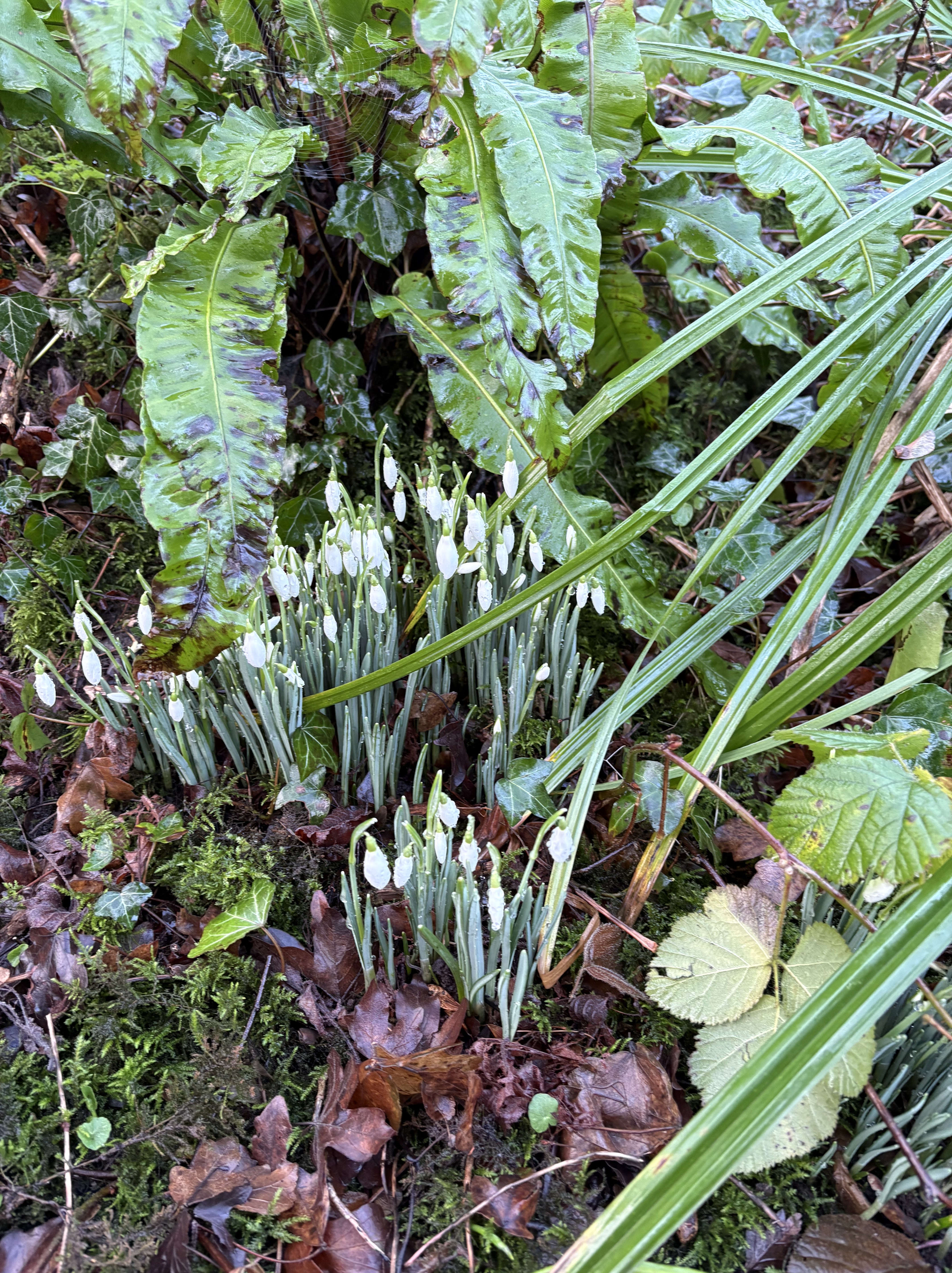 Good morning to the snowdrops – Maddie Grigg