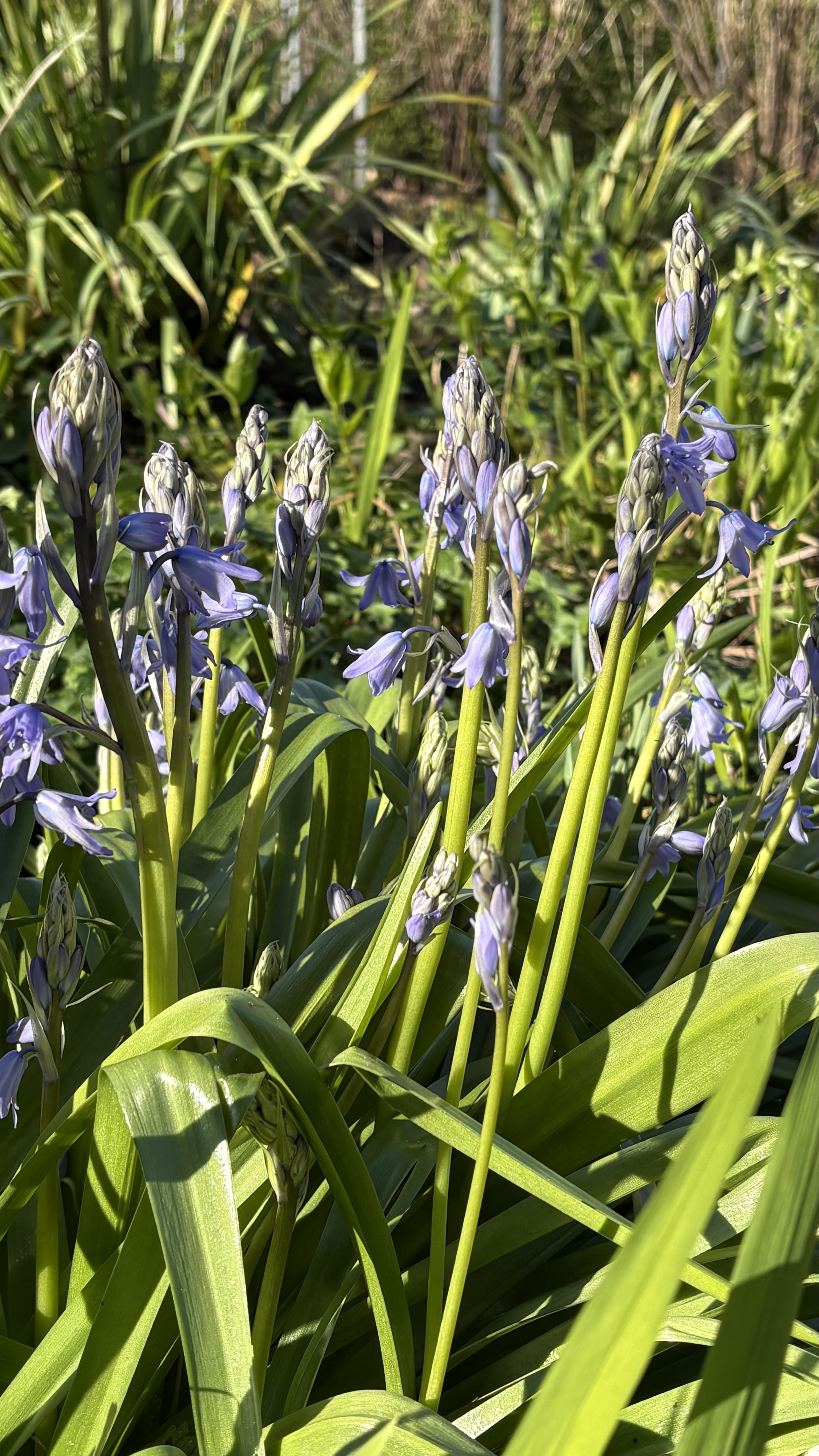 Springing forward – Maddie Grigg